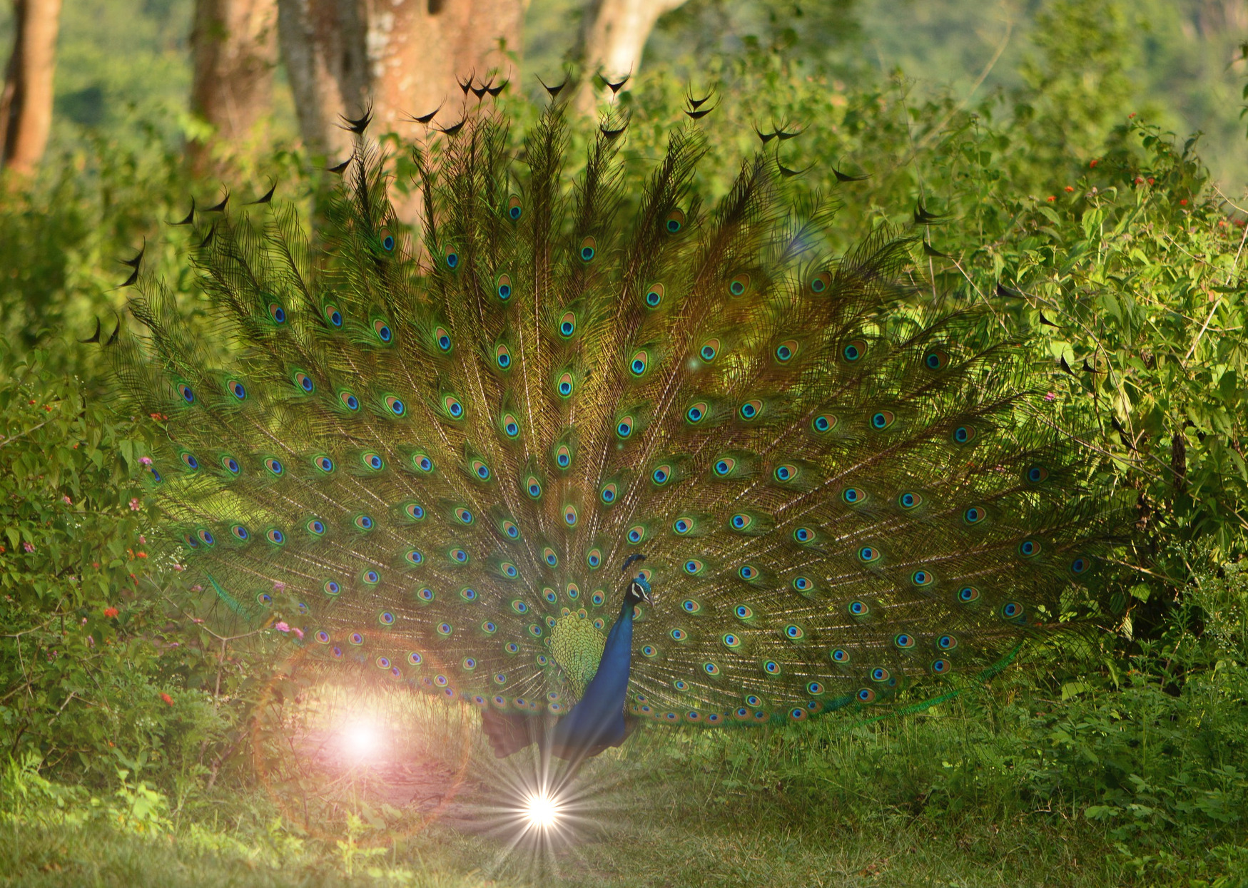 Le Plan éthérique et le Lieu de Ressourcement - Pour Terre Nature