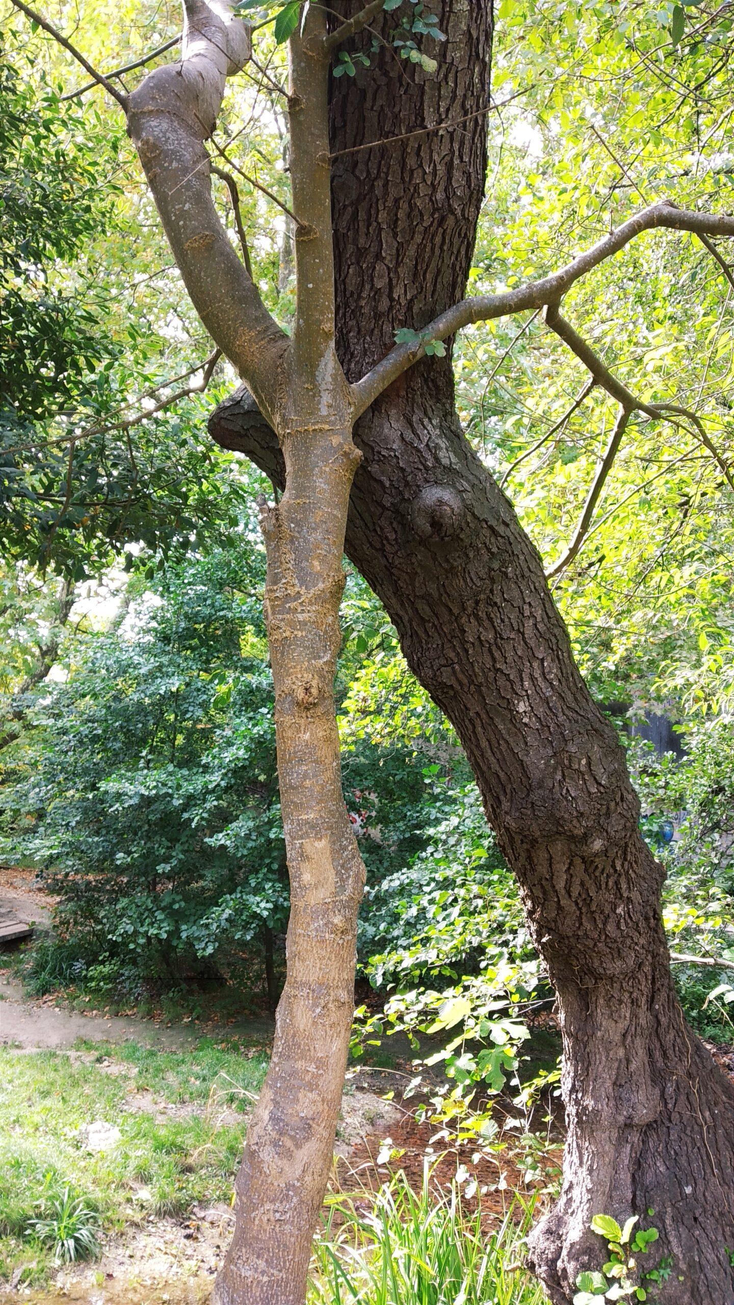 Le Plan éthérique et le Lieu de Ressourcement - Pour Terre Nature