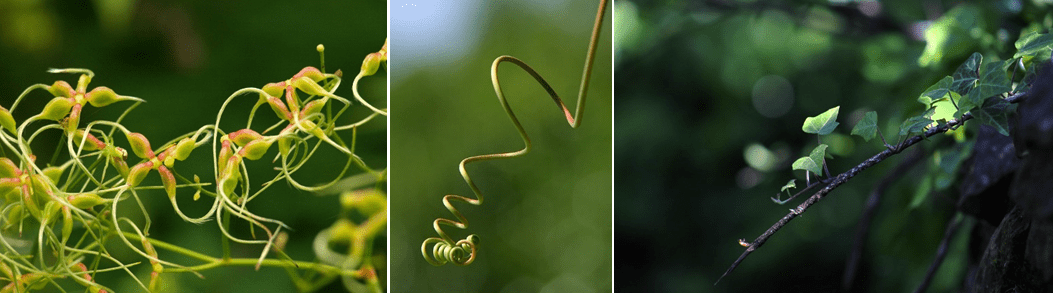 Le Plan éthérique et le Lieu de Ressourcement - Pour Terre Nature